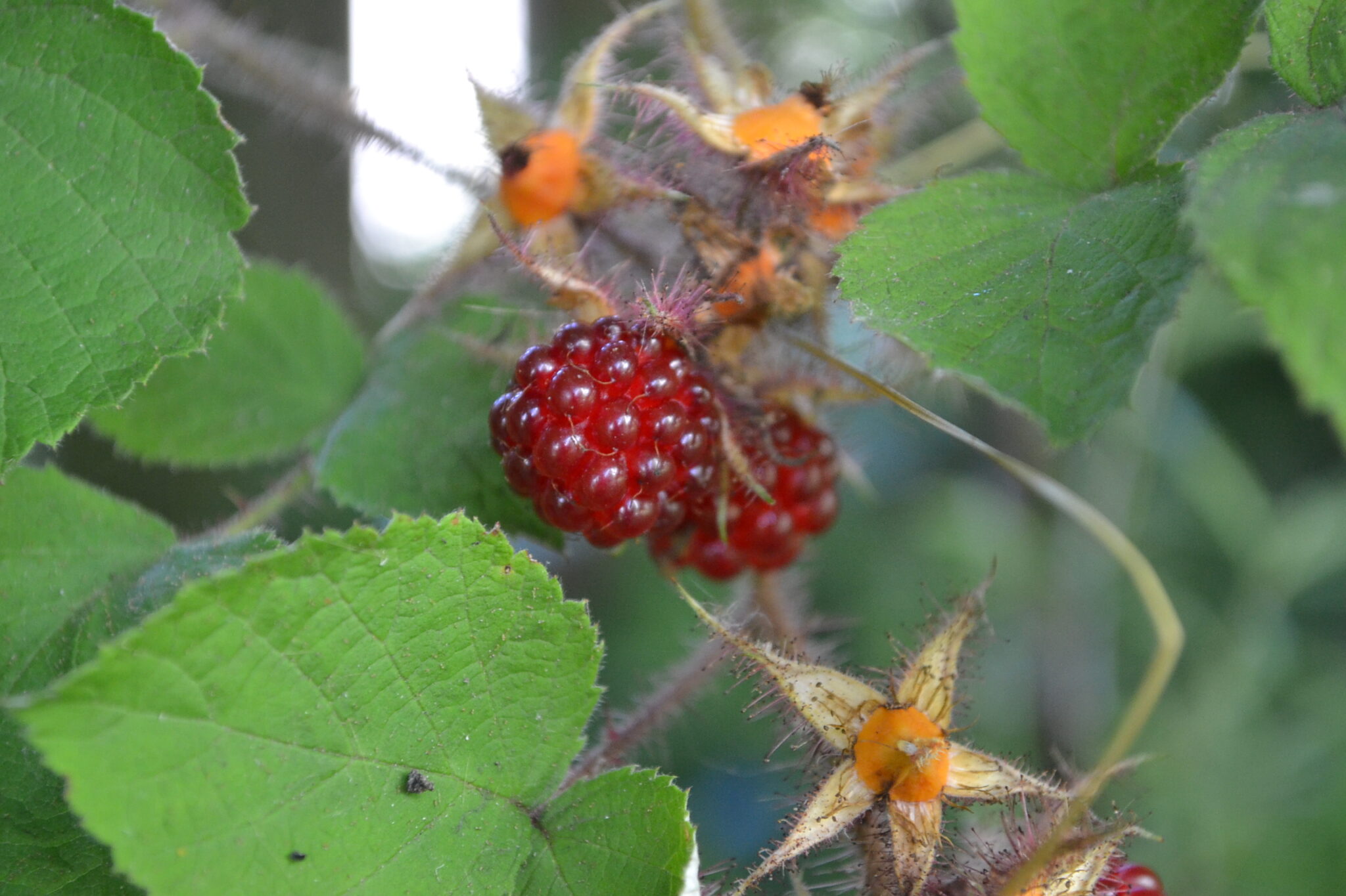 Japanische Weinbeere – Mohoga Werkstatt