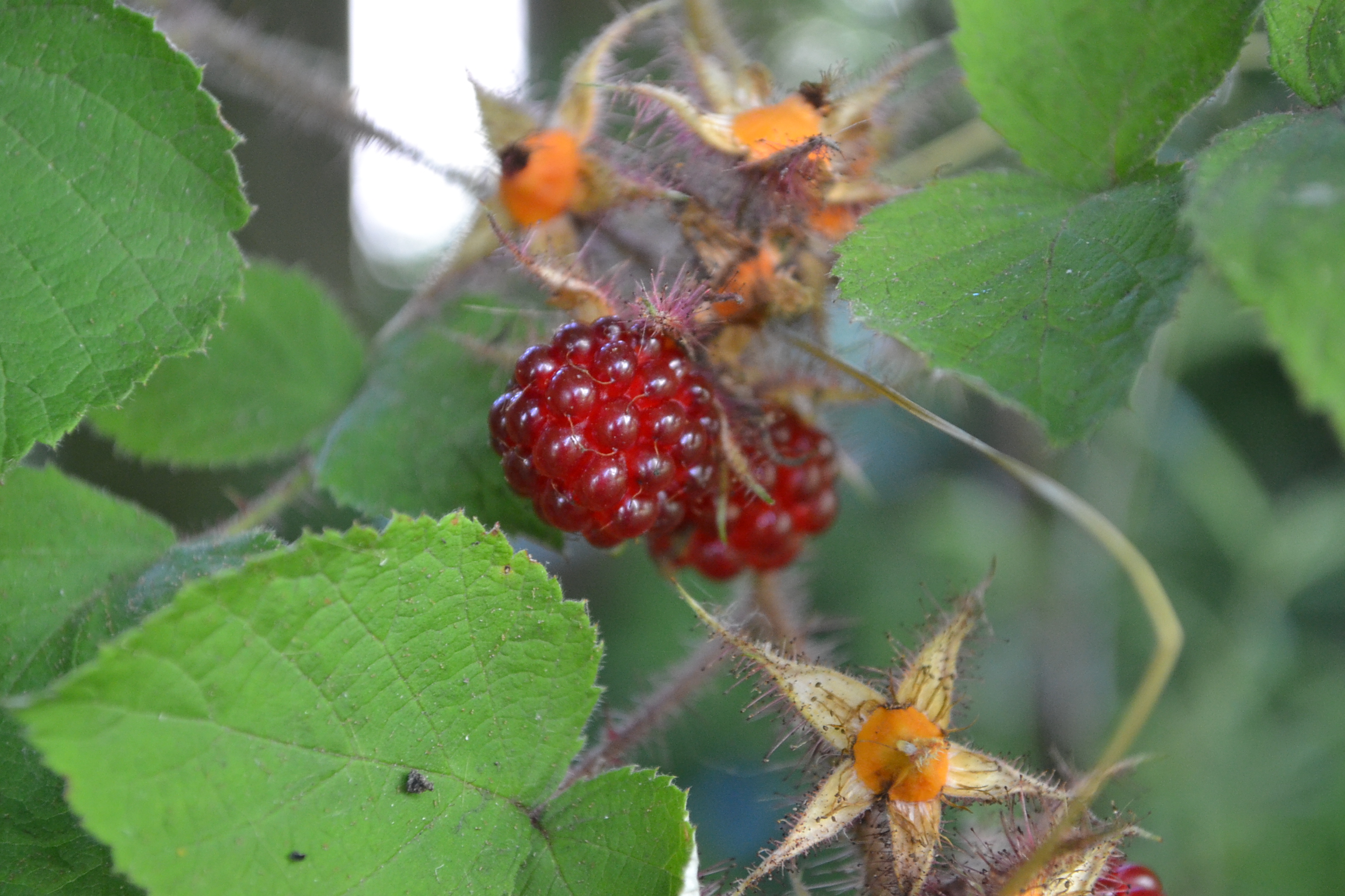 Japanische Weinbeere – Mohoga Werkstatt